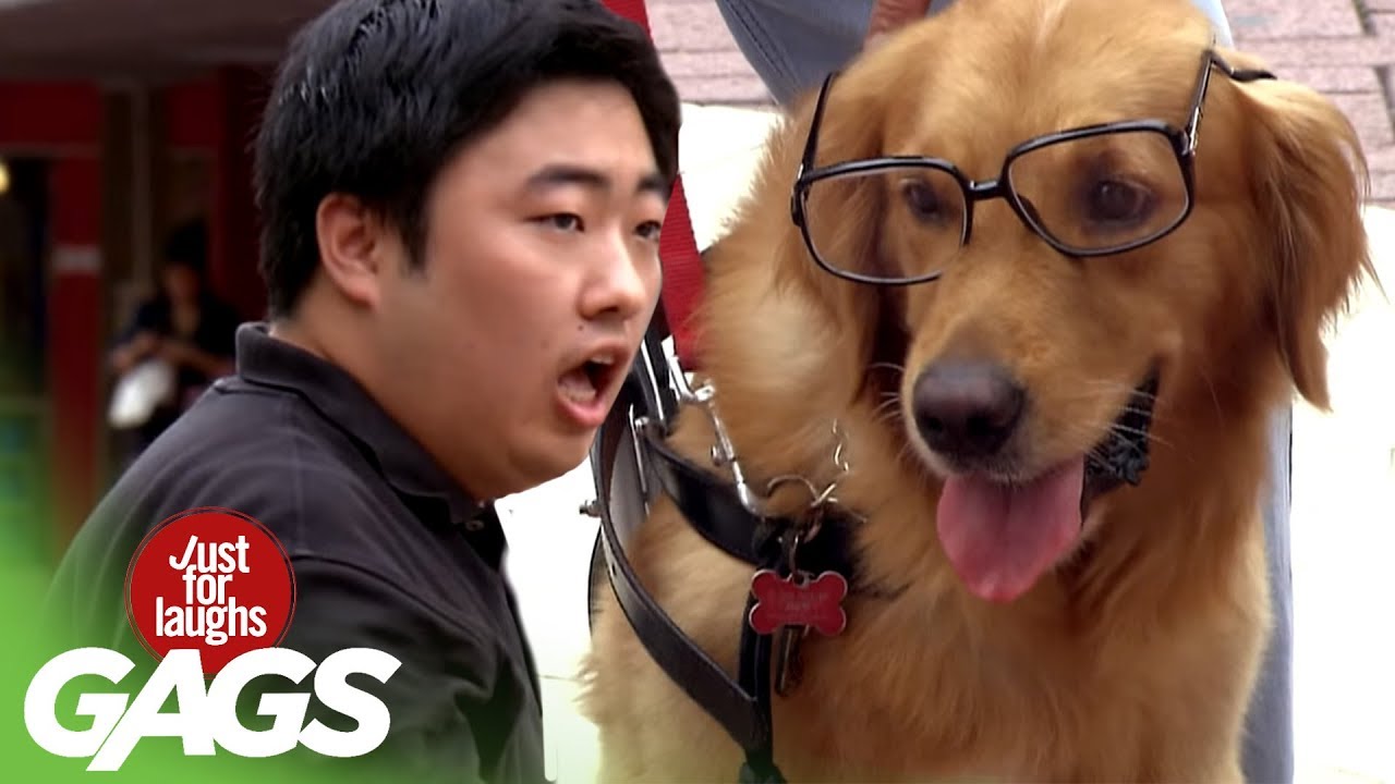 Dog Getting Its Geek On! - JFL Gags Asia Edition - YouTube
