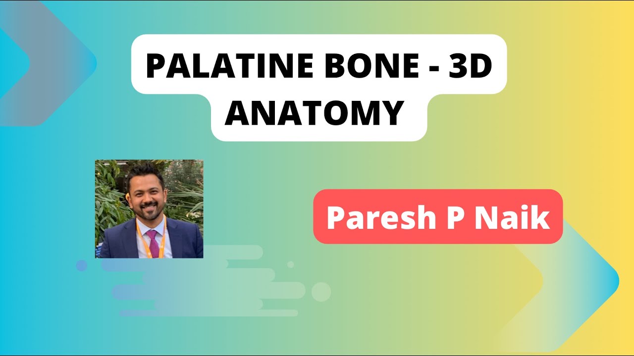 Palatine Bone Anatomy of the Nasal Cavity - 3D anatomy - YouTube