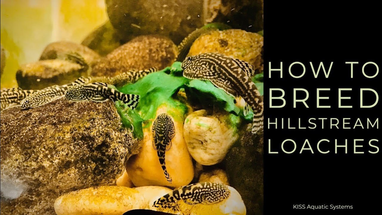 How To Breed Hillstream Loaches - YouTube