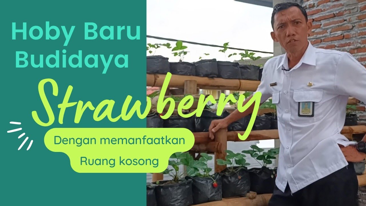 Budidaya Strawberry dengan memanfaatkan Ruang Kosong - YouTube