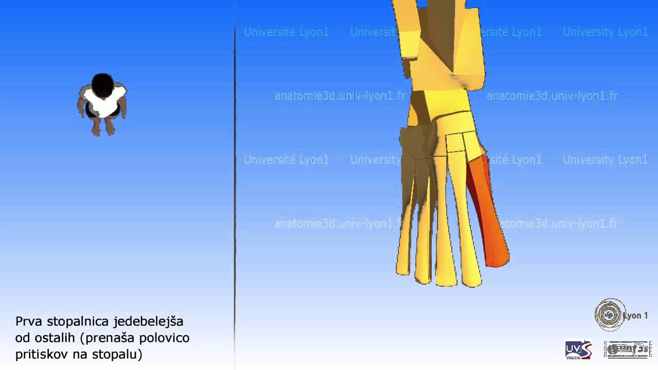 Stopalo - 3D anatomija - YouTube