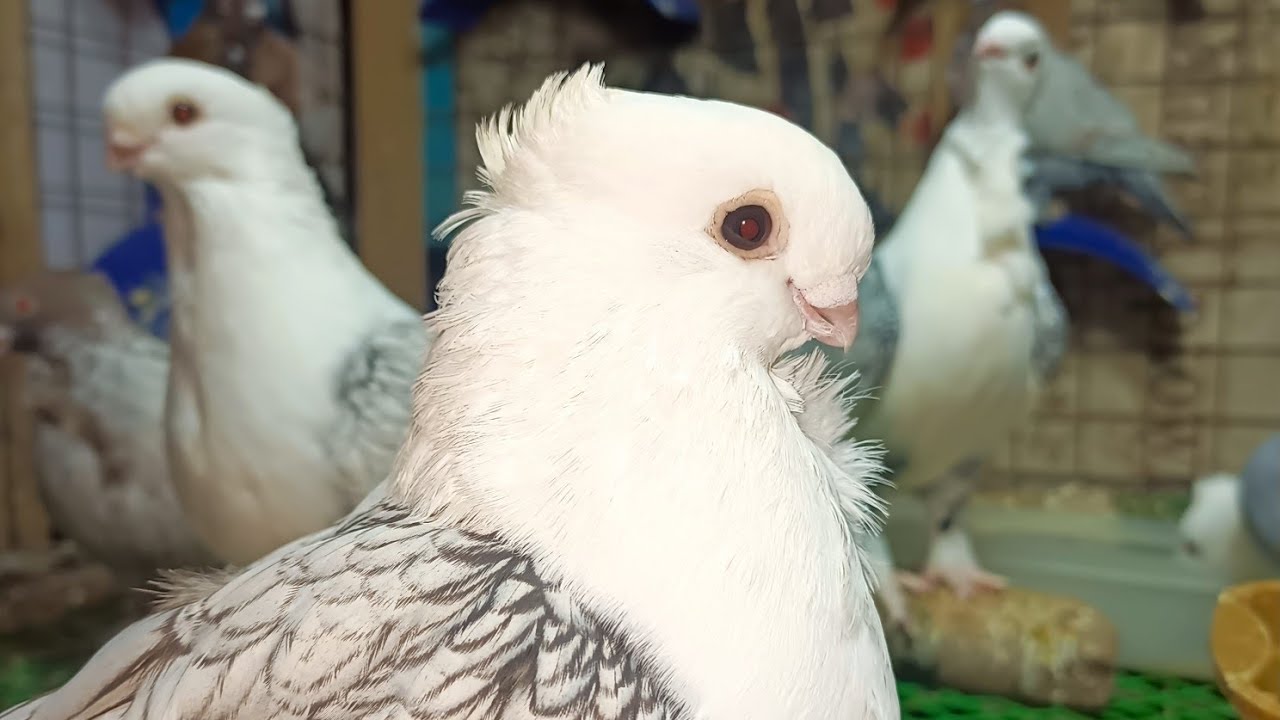 QUICK LATEST UPDATE SA AKING MGA ALAGANG KALAPATI #fancypigeon # ...