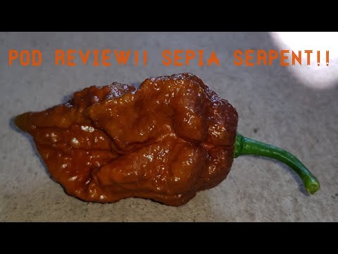 Pod Review!! Sepia Serpent Beast!! - YouTube