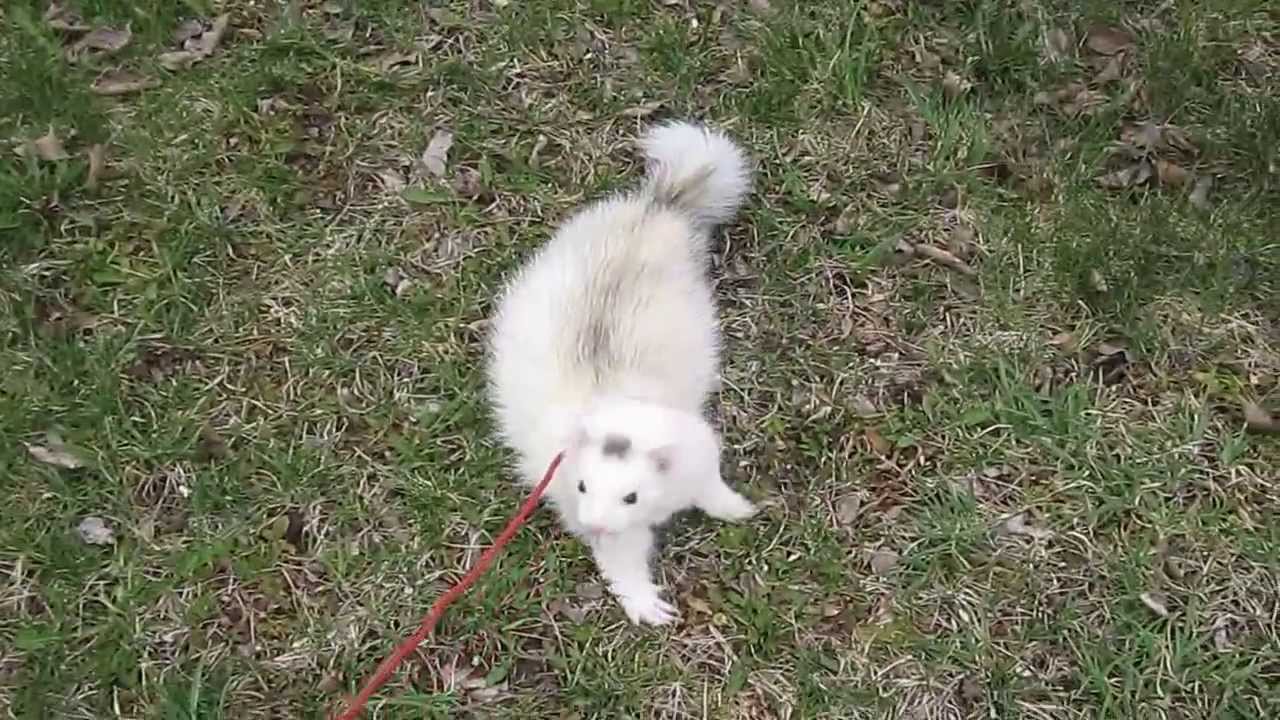 Walking the Weasel - YouTube