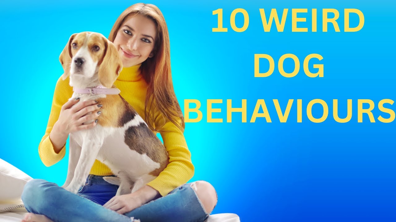 "10 Weird Dog Behaviors Explained | What Your Dog Is Really Trying to ...
