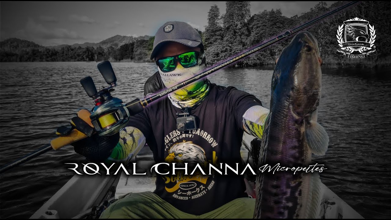 TEAM SEAHAWK ROYAL CHANNA MICROPELTES FISHING ROD | OFFICIAL VIDEO ...