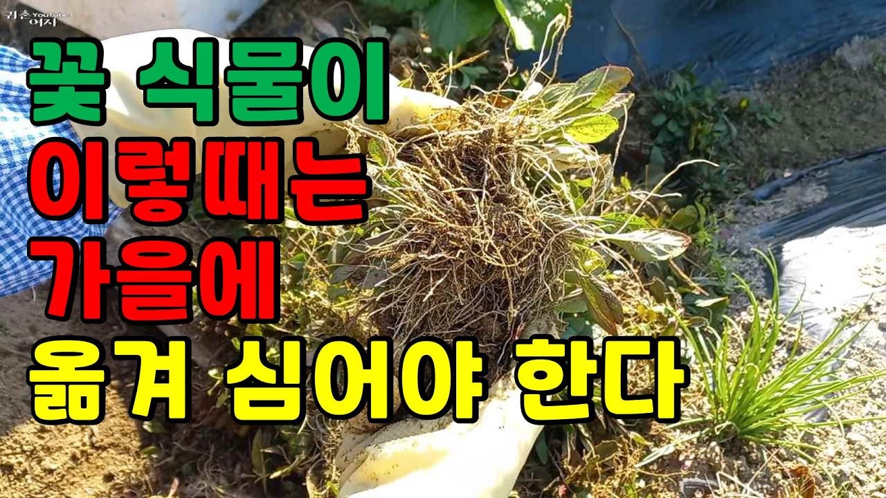 식물 꽃이 풍성하게 피지 않을 때는 가을에 옮겨 심어줘야 다음 해 풍성한 꽃을 볼 수 있어요 식물 포기나누기 백합 구근심기