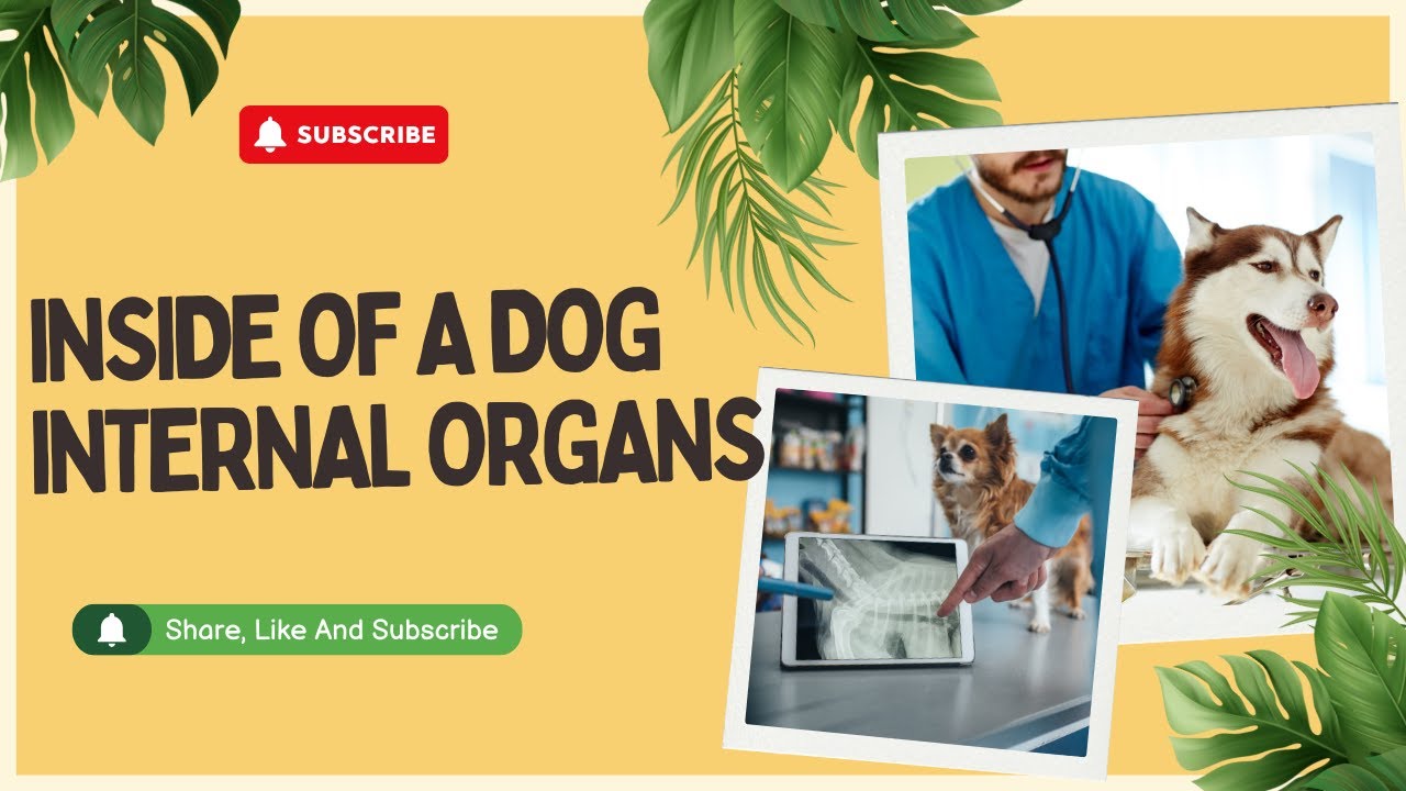 Inside of a Dog Internal Organs - YouTube