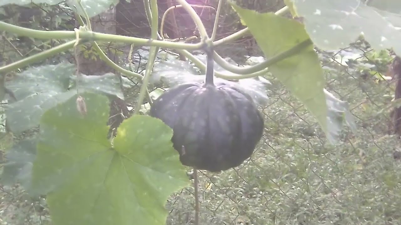 El cultivo de ayotes o calabaza y otras plantas vegetales - YouTube