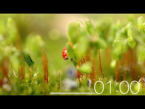 1 Minute Timer - Animals (Soft Background Music)