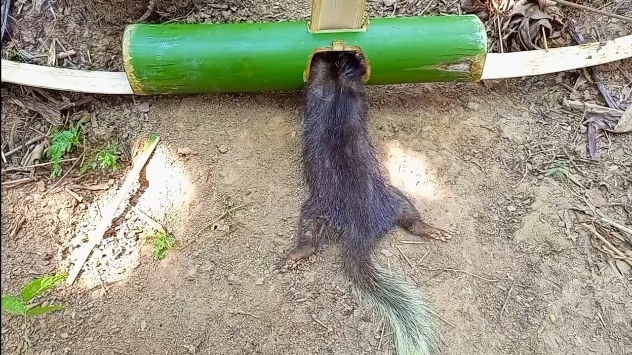 primi wild creates amazing bamboo bow trap - YouTube