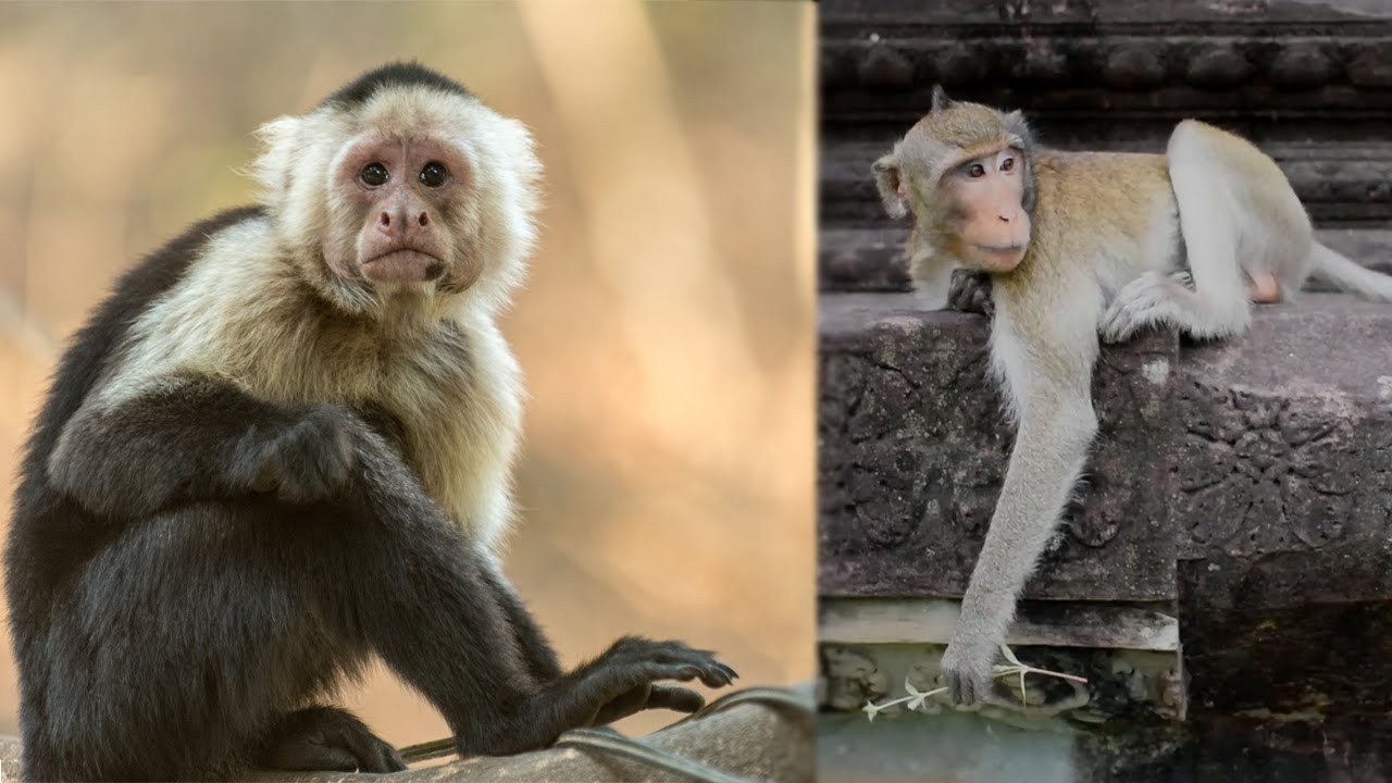 Monkeys Are Awesome - Cute Monkeys - YouTube