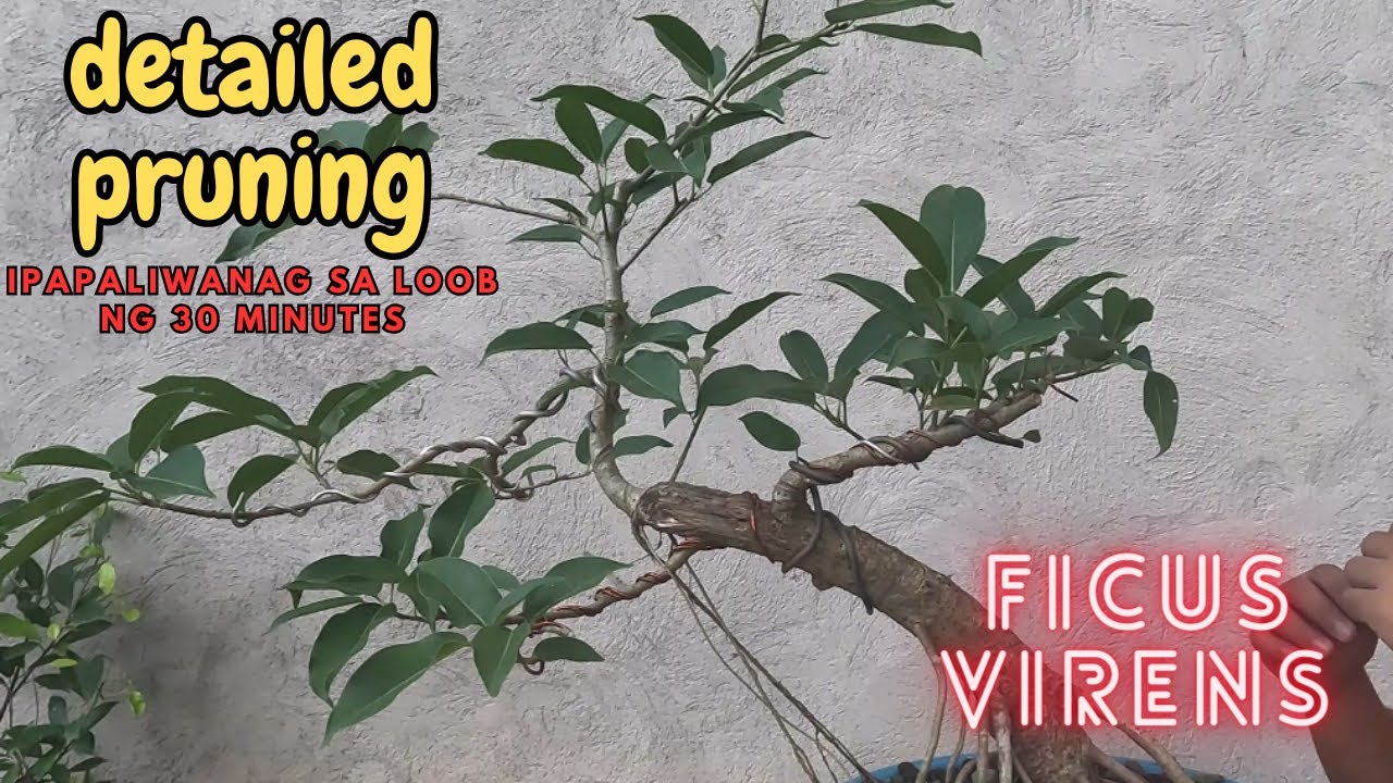 Update ng Ficus Virens o Red Balete / Detalyadong pruning at branch ...