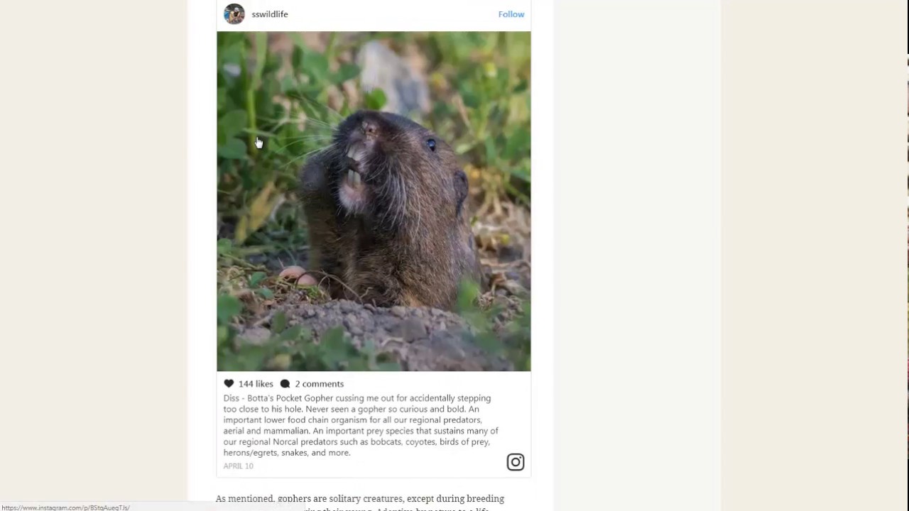 Rodent Control Without Poison - Stopping Mice, Vole, Gophers, and More ...