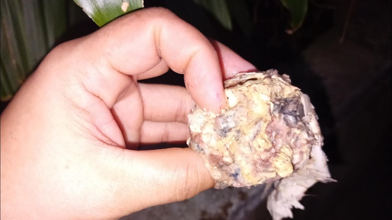 Cracking and peeling rotten egg (balut) - YouTube