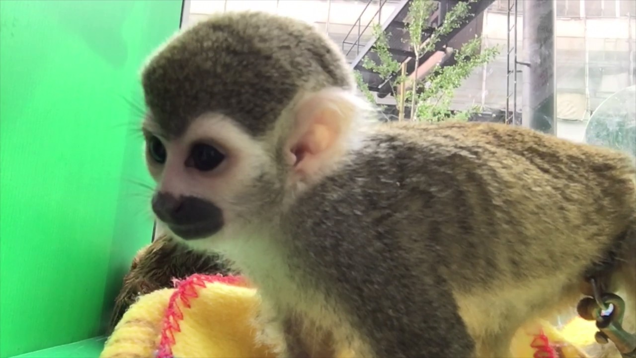 Things you see in a Tokyo Pet store Japan 2017 - YouTube