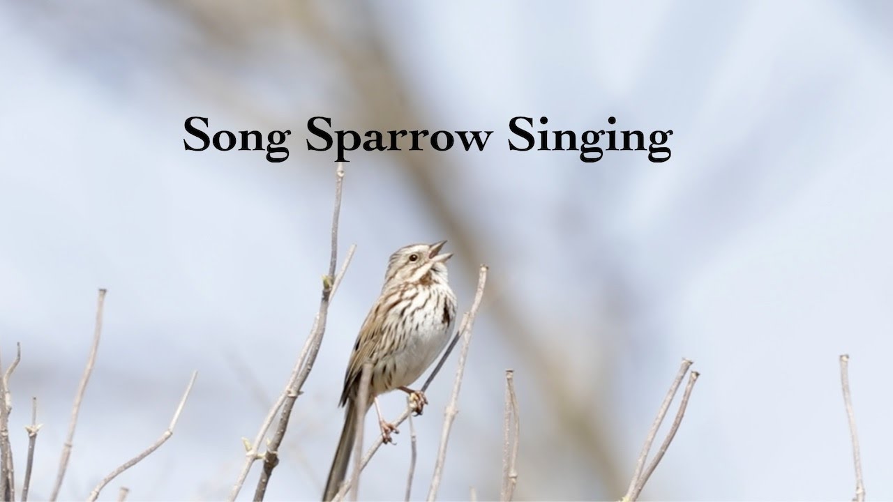 Song Sparrow Singing - YouTube