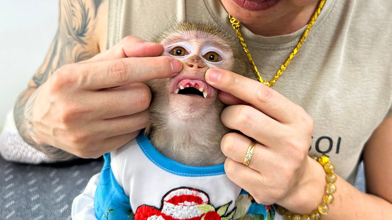 Unexpected discovery about the reason Monkey Kaka is lazy to eat - YouTube