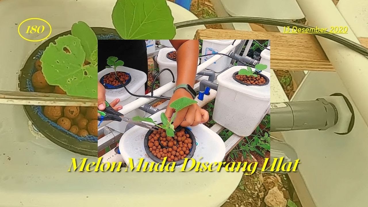 Melon Muda Diserang Ulat #180 - YouTube