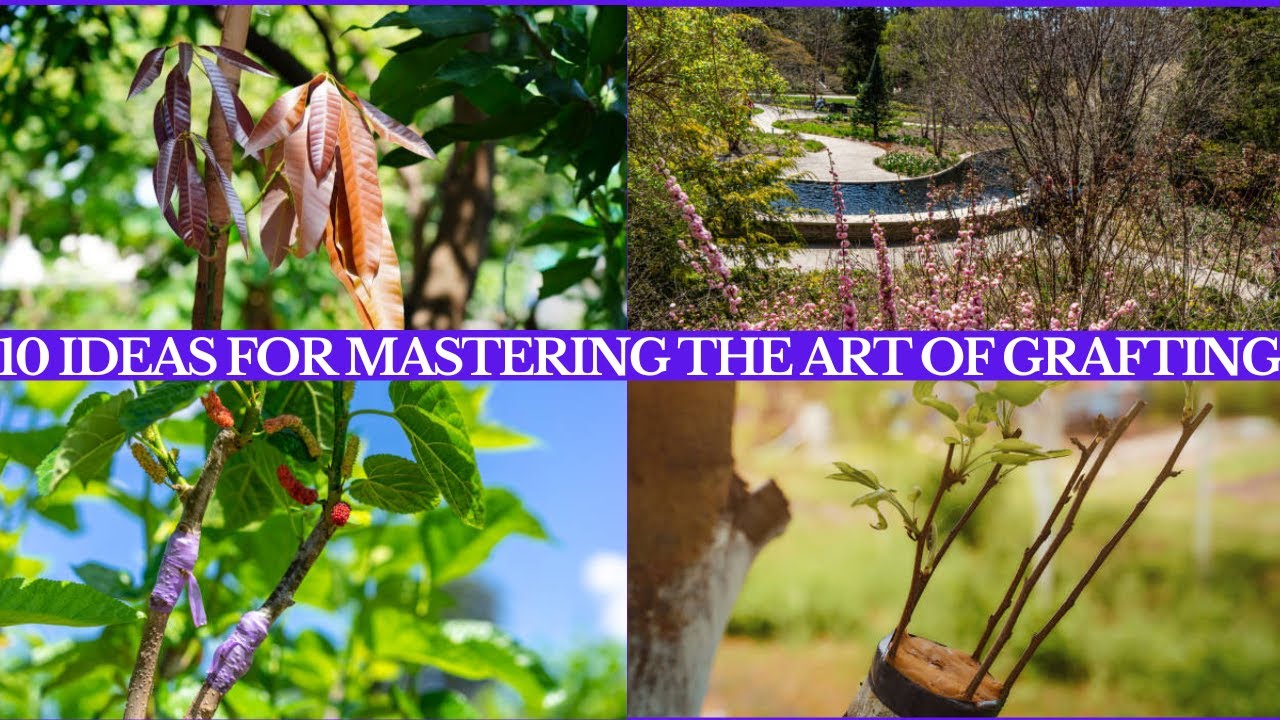Mastering the Art of Grafting: A Comprehensive Guide to Successful ...