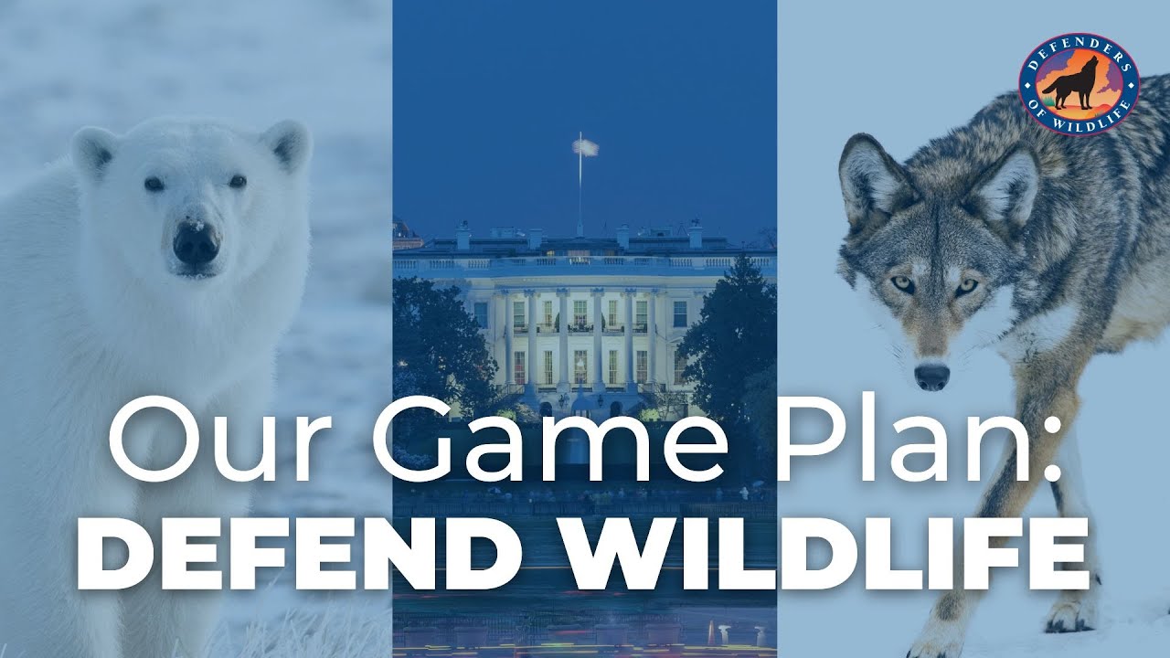Our Game Plan: Defend Wildlife - YouTube