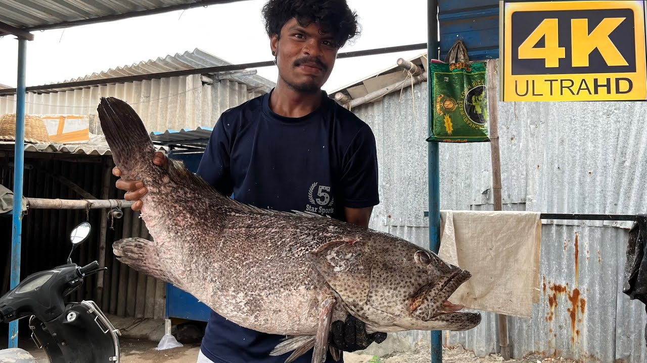 Kal koduva fish cutting video Fishcuttingrs #fishcuttingrs #kasimedu # ...