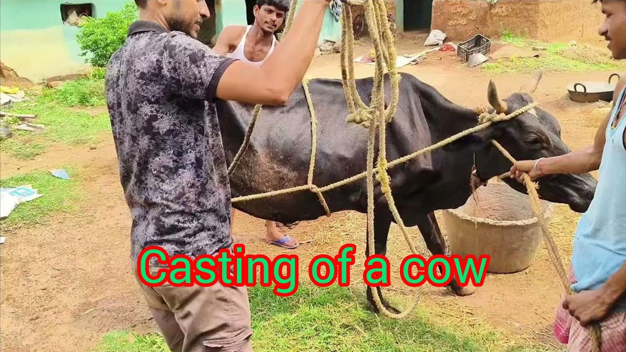 Casting of animal - YouTube