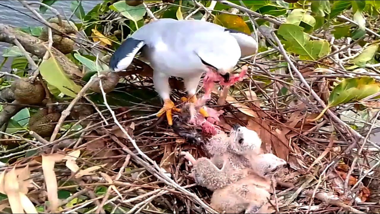 Black-winged kite birds bite the legs of mice and rats to feed their ...