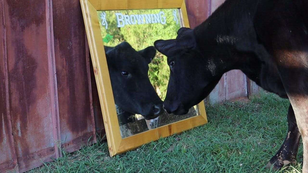 Cow Sees Herself for the First Time. - YouTube