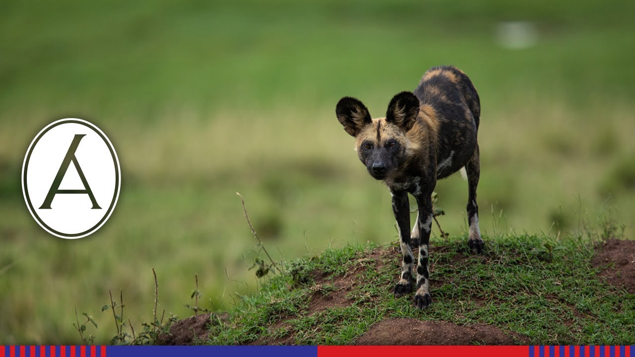 Wild Dogs in the Maasai Mara - YouTube