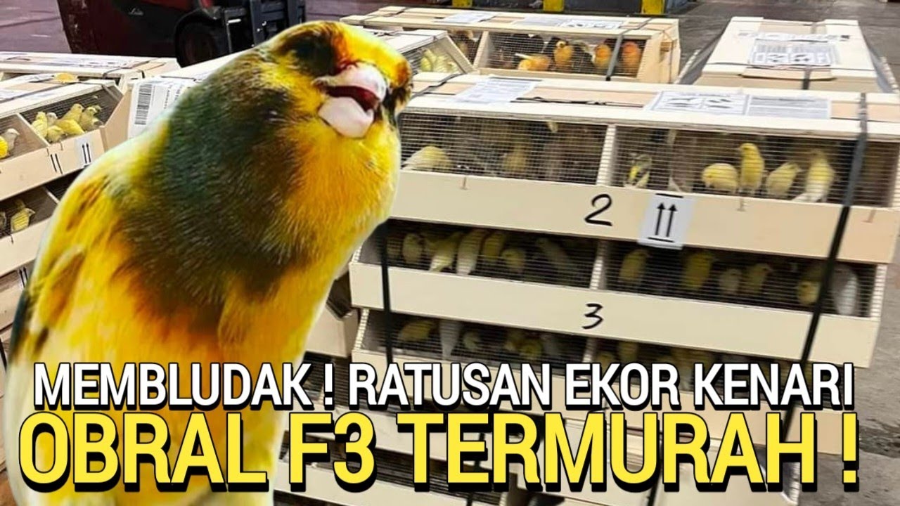 SPESIAL LEBARAN ! OBRAL KENARI F3 BUANYAK SITUASI PASAR BURUNG PRAMUKA ...