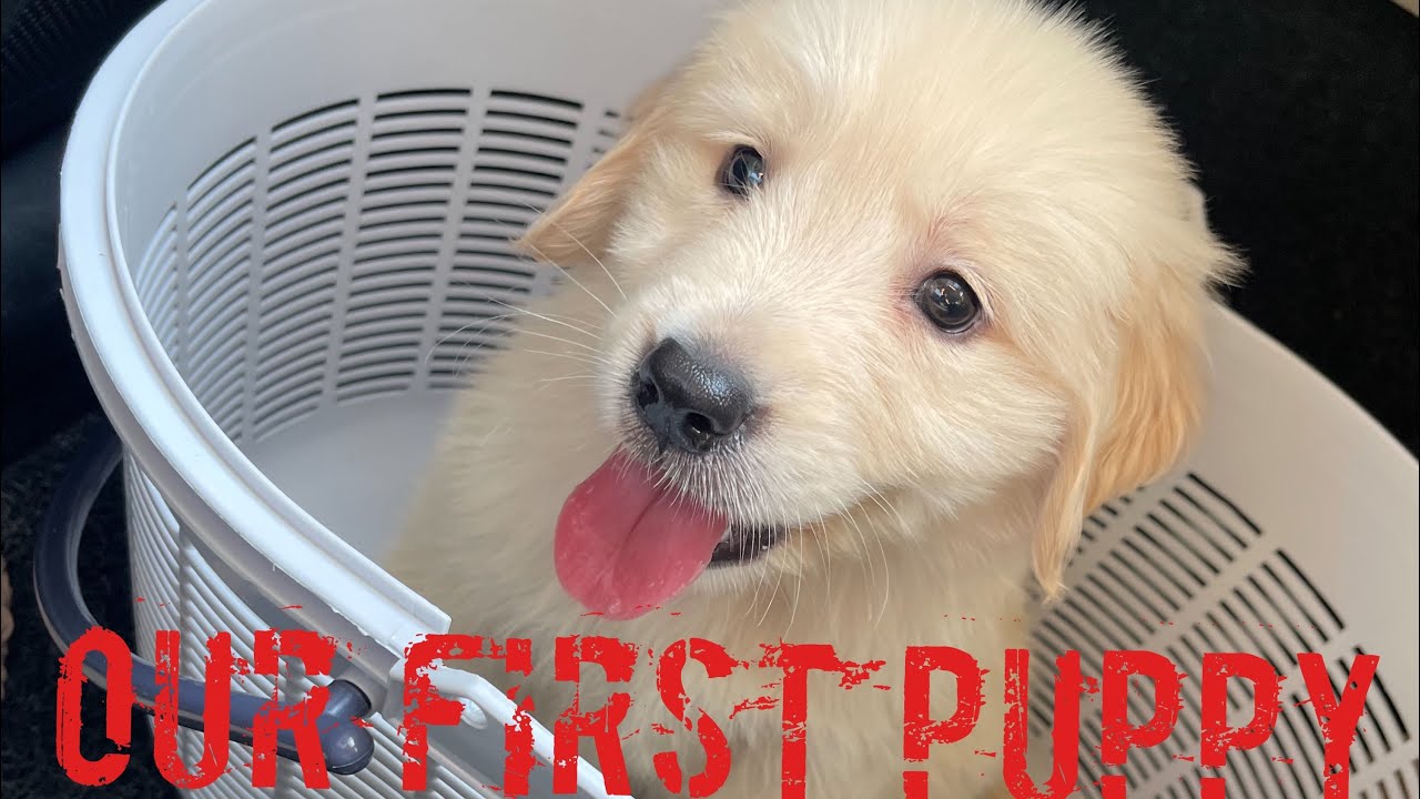Golden Retriever😍New Cute Puppy🫶🏻|| SIMBA🧿SURPRISE FOR HUBBY! ️ #shorts ...