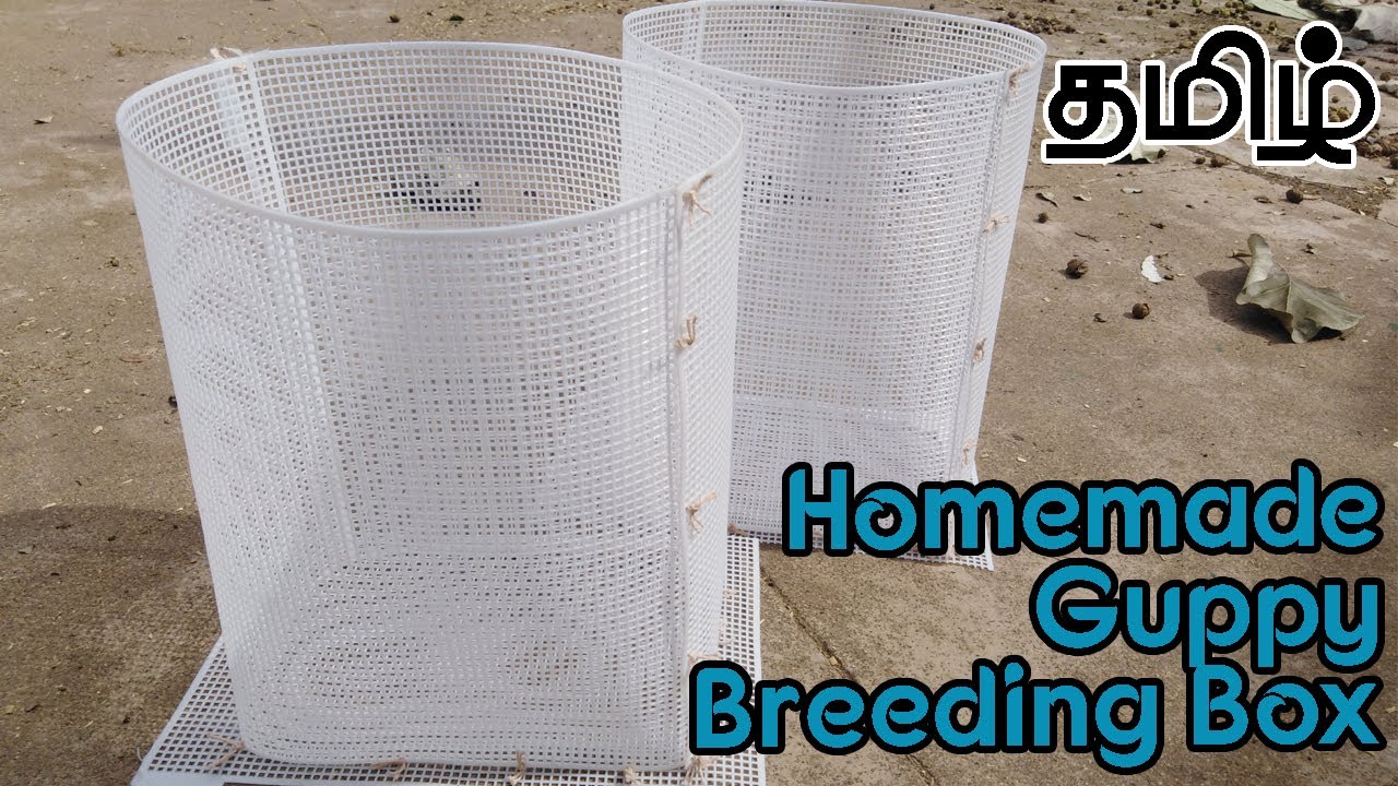 Homemade Guppy Breeding Box || Breeding Cage || Breeding Box For Fish ...