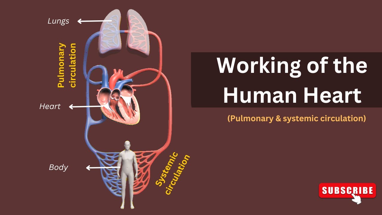 How Your Heart Works: Exploring The Double Circulation Of Pulmonary And ...