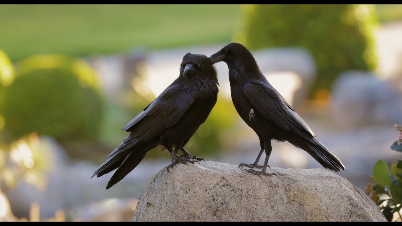 Ravens preening each other - YouTube