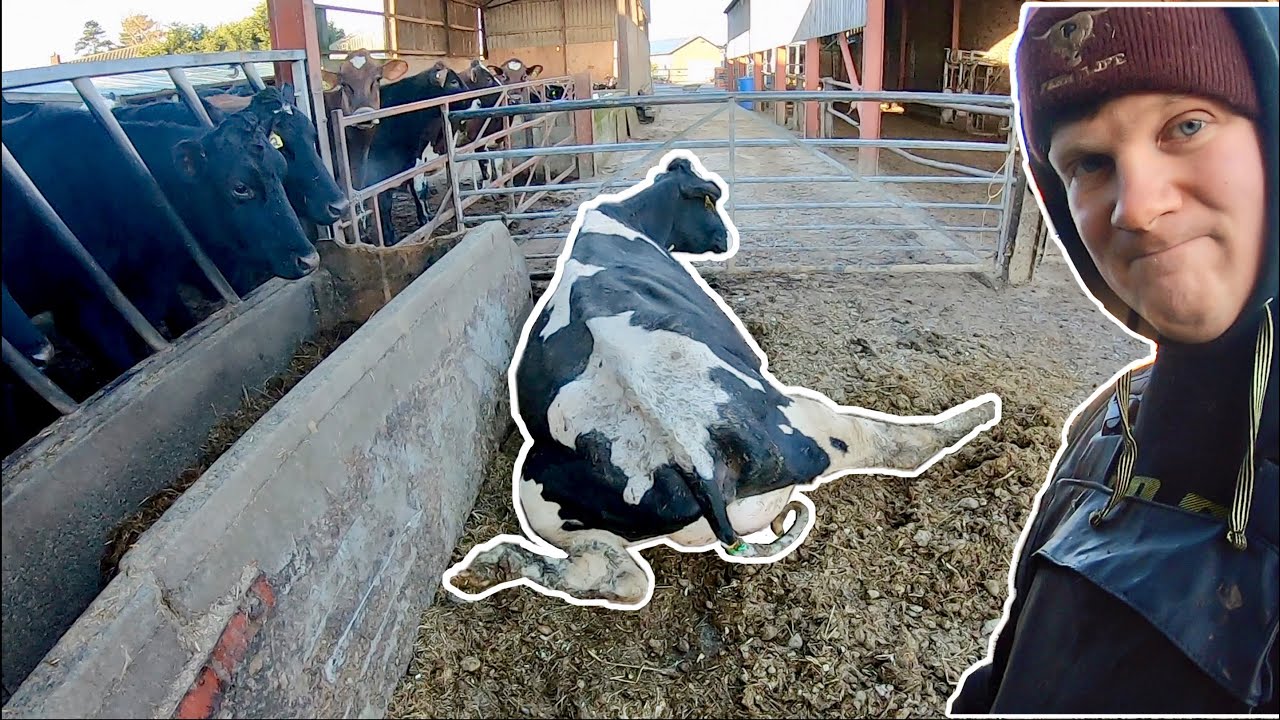 DISASTER!! COW DOWN ON A BUSY DAY! | Tom Pemberton Farm Life | The ...