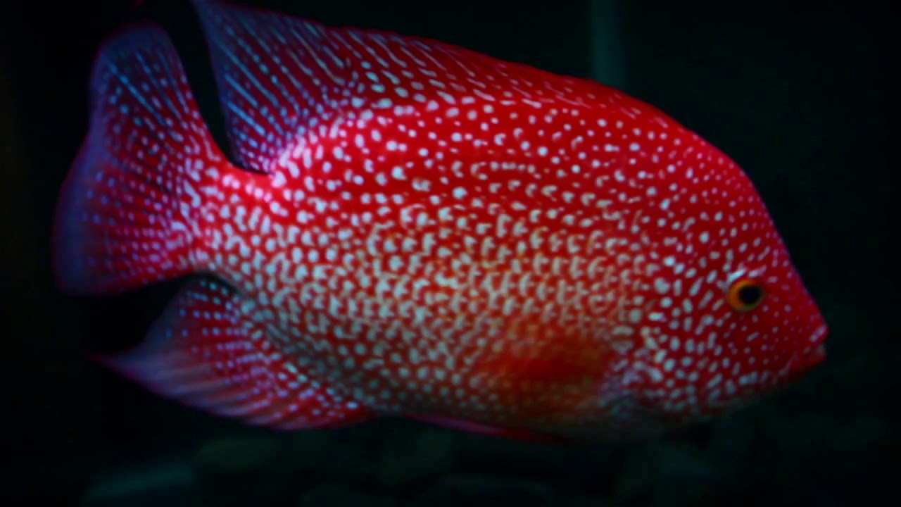 Masterpieces Super red texas 8 inch - YouTube