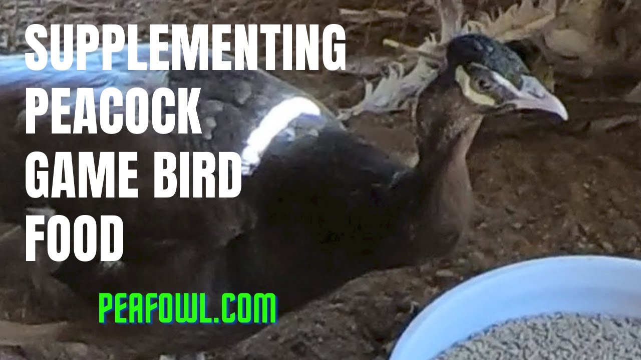 Supplementing Peacock Game Bird Food, Peacock Minute, peafowl.com - YouTube