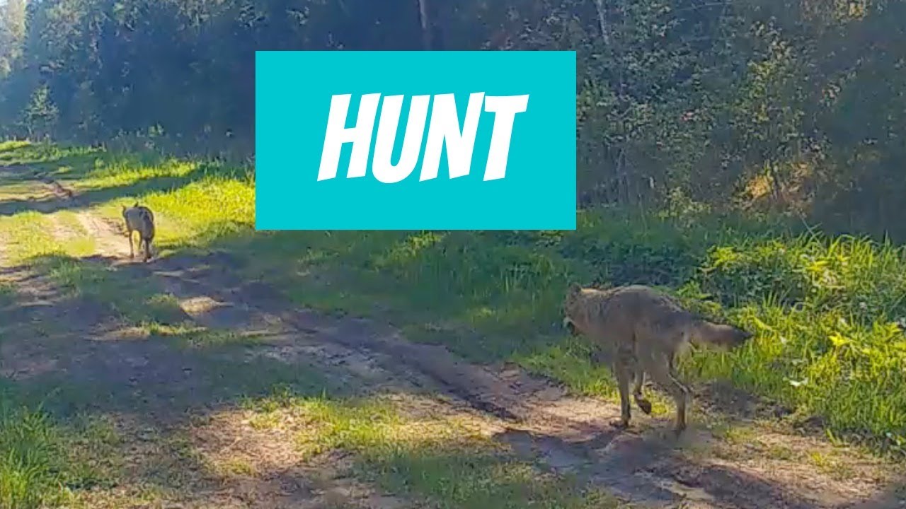 Hunt, Canis lupus, Wolf - Eesti loomad - YouTube