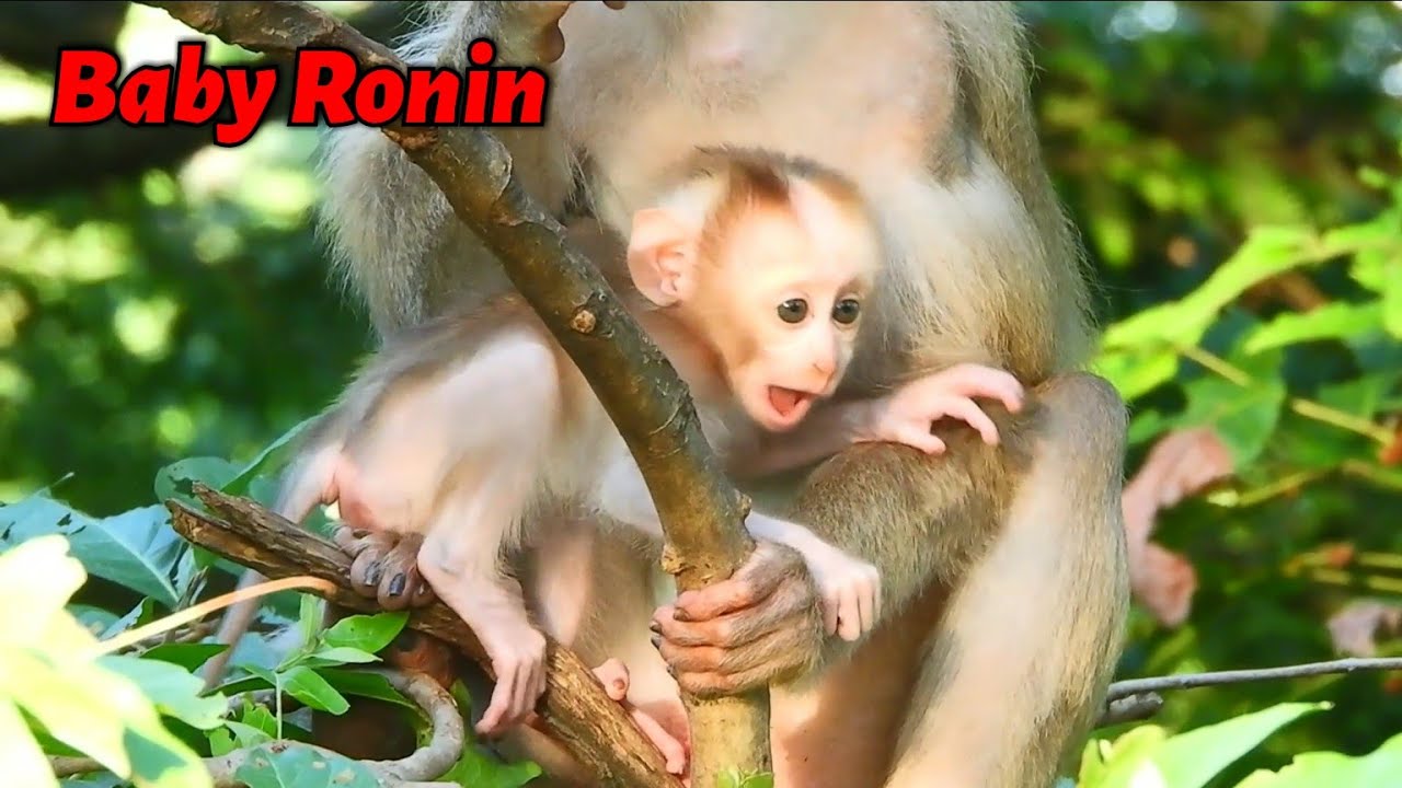 So cute. baby Ronin play with mom on the tree. - YouTube