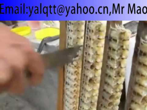 The extraction process of royal jelly, honey.sell - YouTube