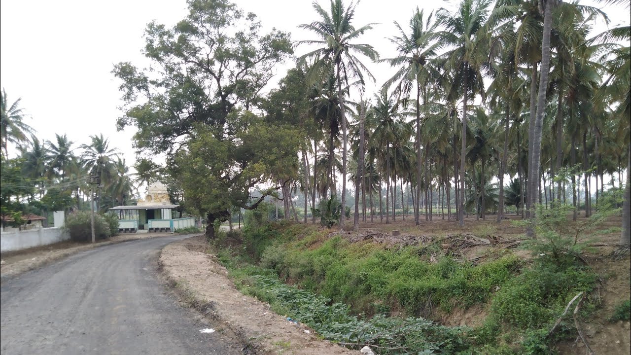 #agricultural land/coconut farm/farm house/near palladam pollachi ...