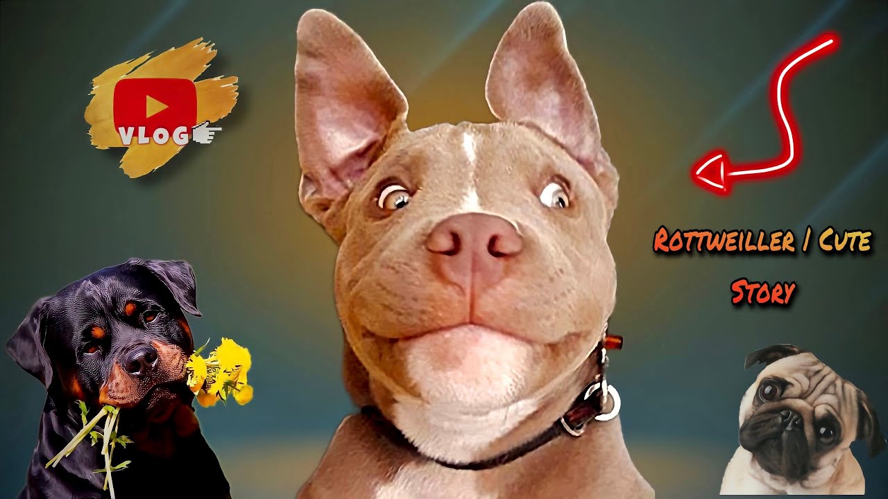 The Rottweiler Dog at Pets in to #rottweiler Wild 5 top Cute Viral ...