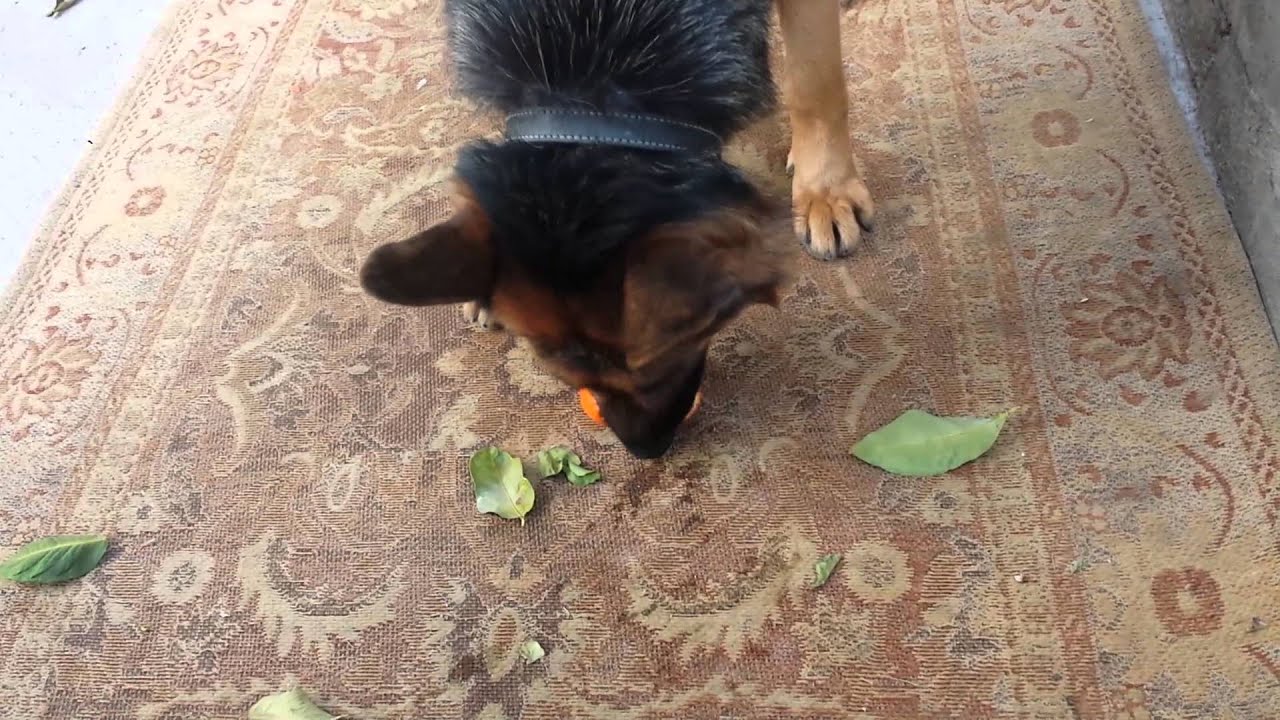 German shepard eating orange - YouTube