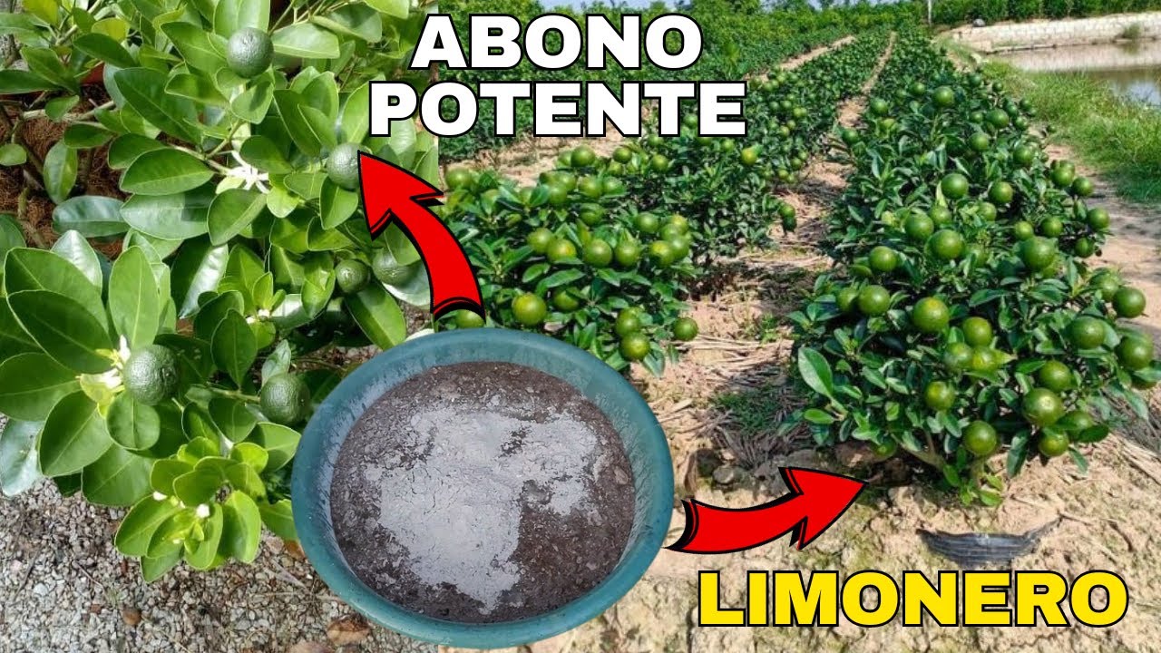 El secreto para que Cuaje todo el fruto y flor de limón es muy potente ...
