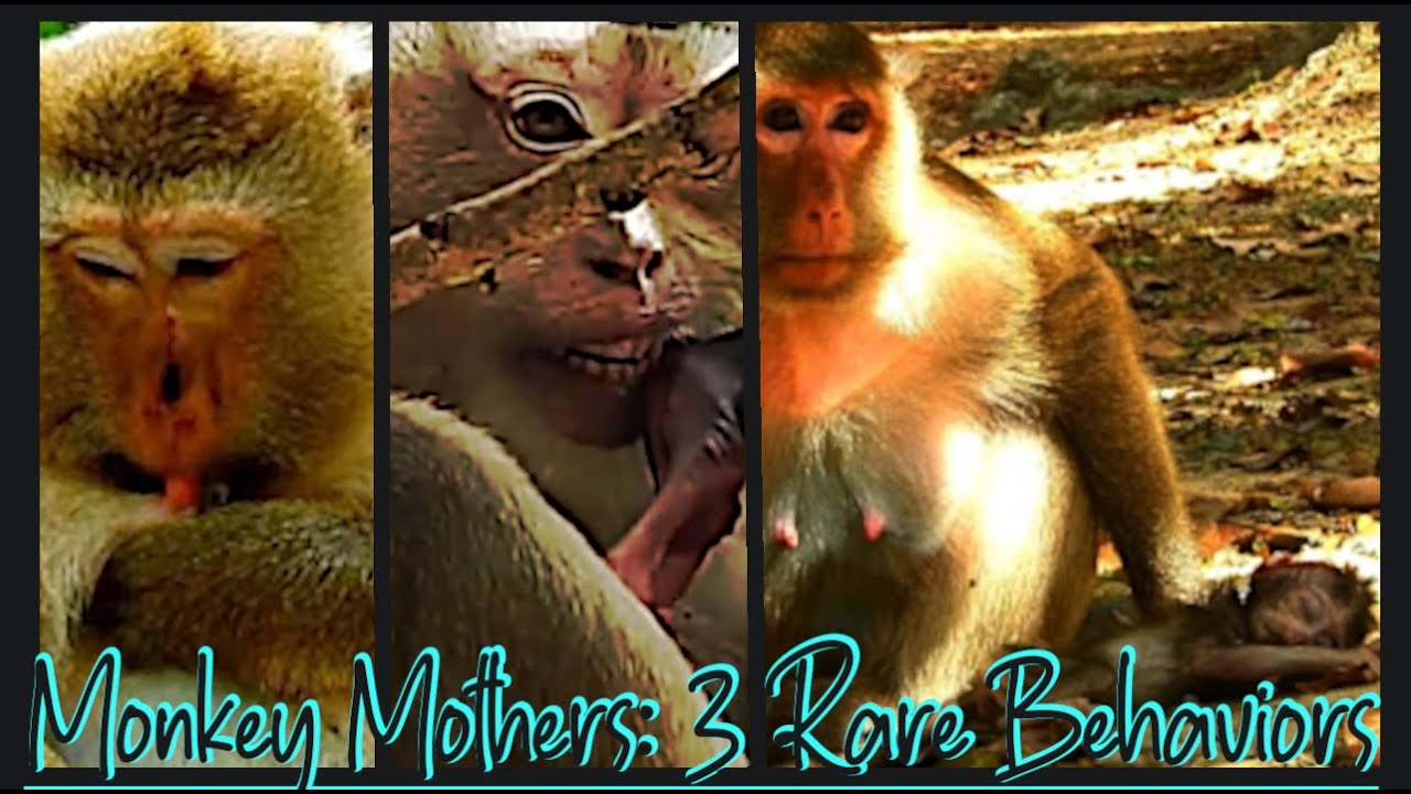 Monkey Mothers: 3 Rare Behaviors - YouTube