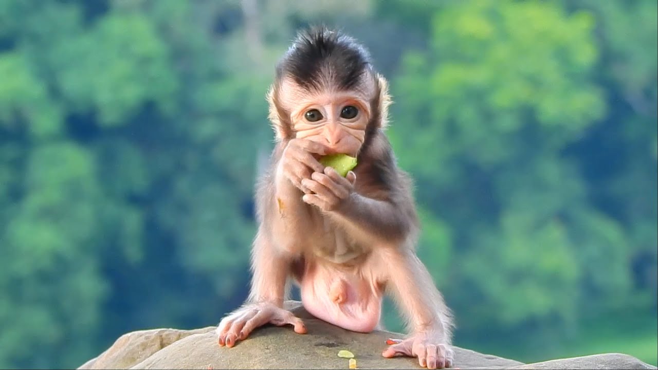 Baby Monkey Feeling Happy - YouTube