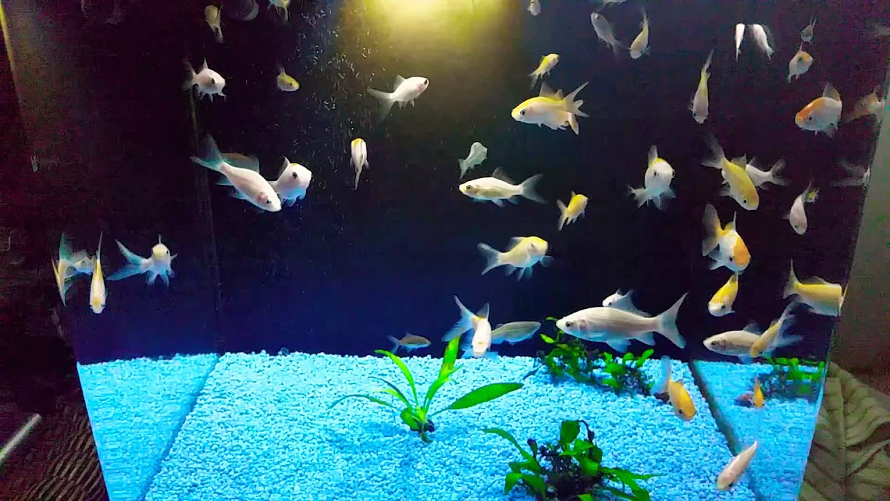 Colour changing goldfish fry - YouTube