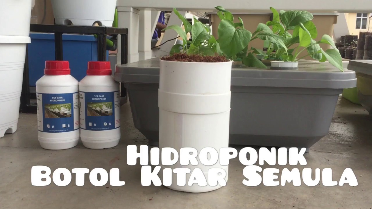 Hidroponik Botol Kitar Semula - YouTube