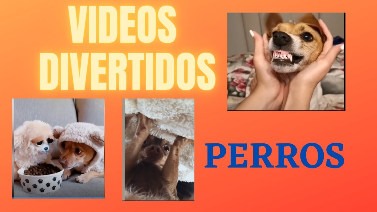 🐶Selección de Videos DIVERTIDOS - PERROS - YouTube
